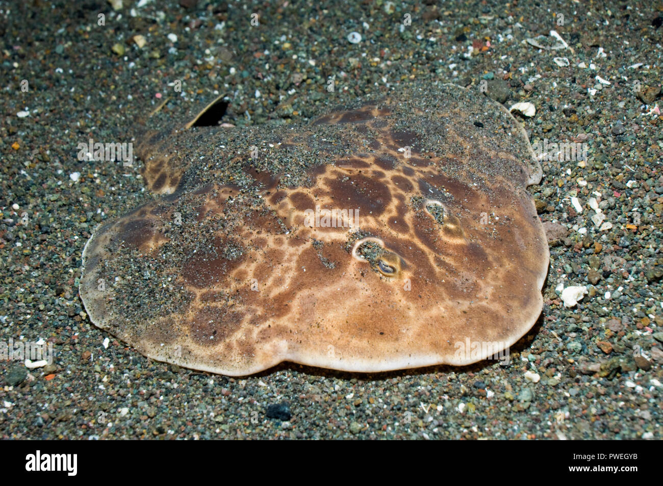 Numbfish hi-res stock photography and images - Alamy