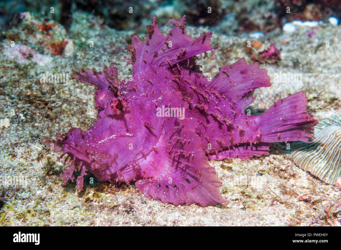 Paddle-flap scorpionfish [Rhinopias eschmeyeri]. Puerto Galera ...