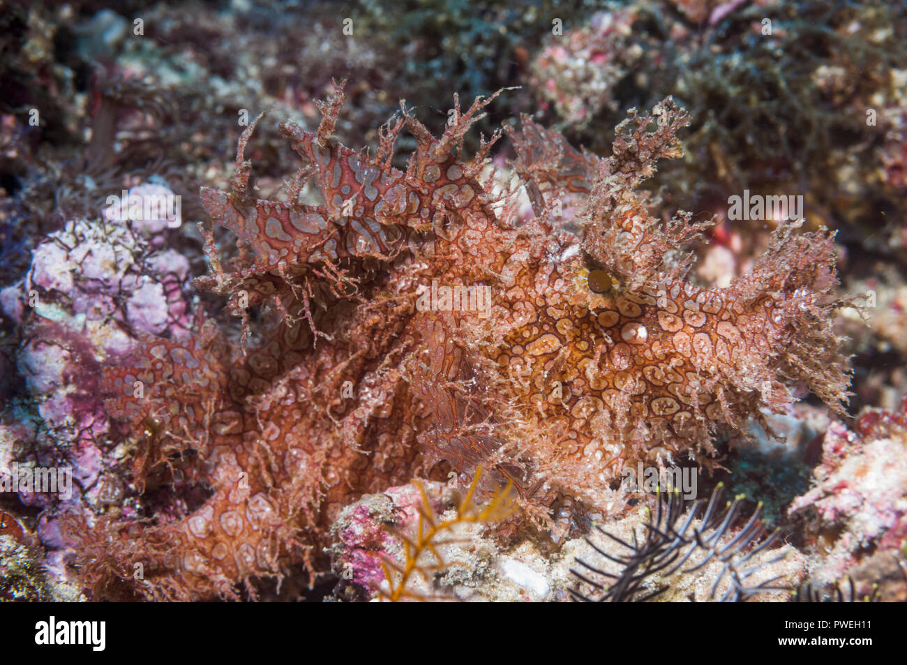 Weedy scorpionfish [Rhinopias frondosa]. Puerto Valera, Philippines ...