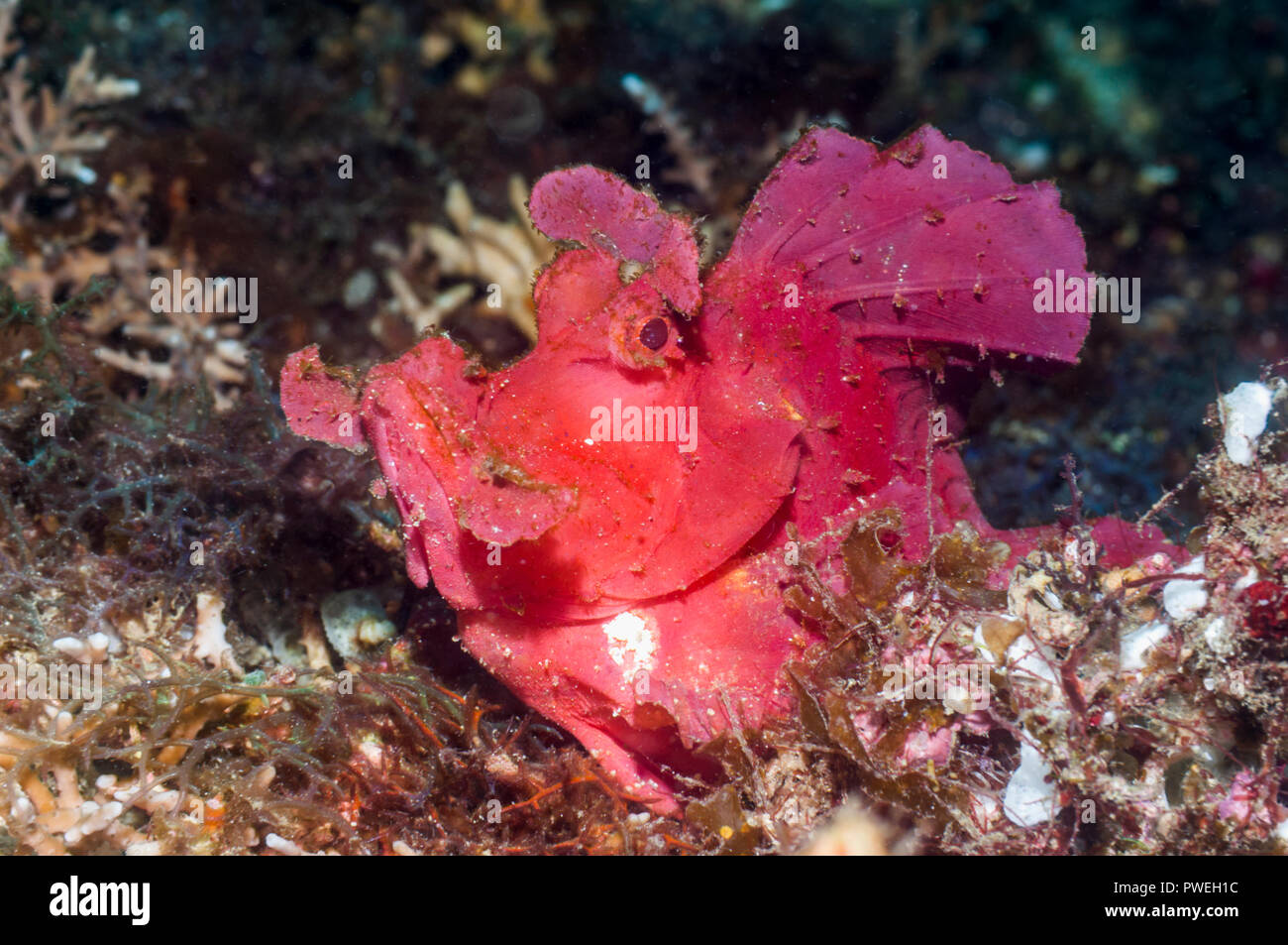 Paddle-flap scorpionfish [Rhinopias eschmeyeri]. Puerto Galera ...