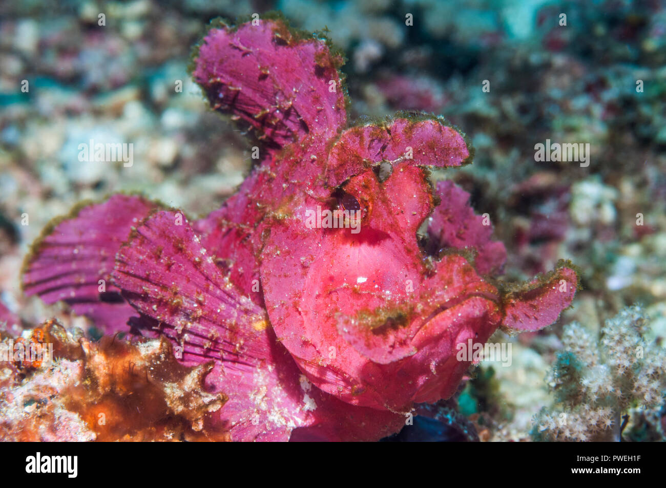Paddle-flap scorpionfish [Rhinopias eschmeyeri]. Puerto Galera ...