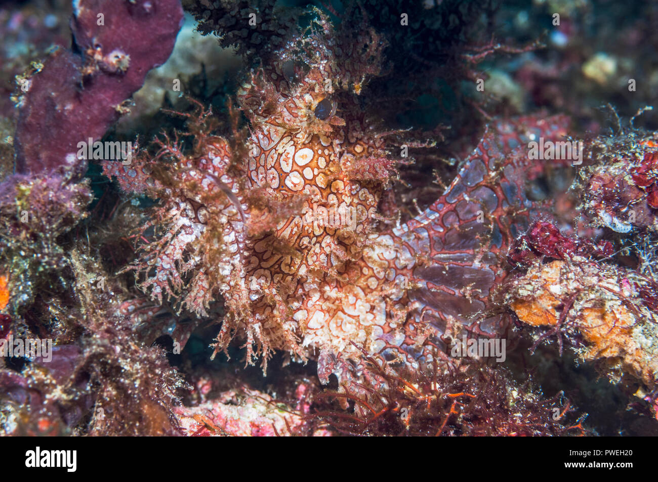 Weedy scorpionfish [Rhinopias frondosa]. Puerto Valera, Philippines ...