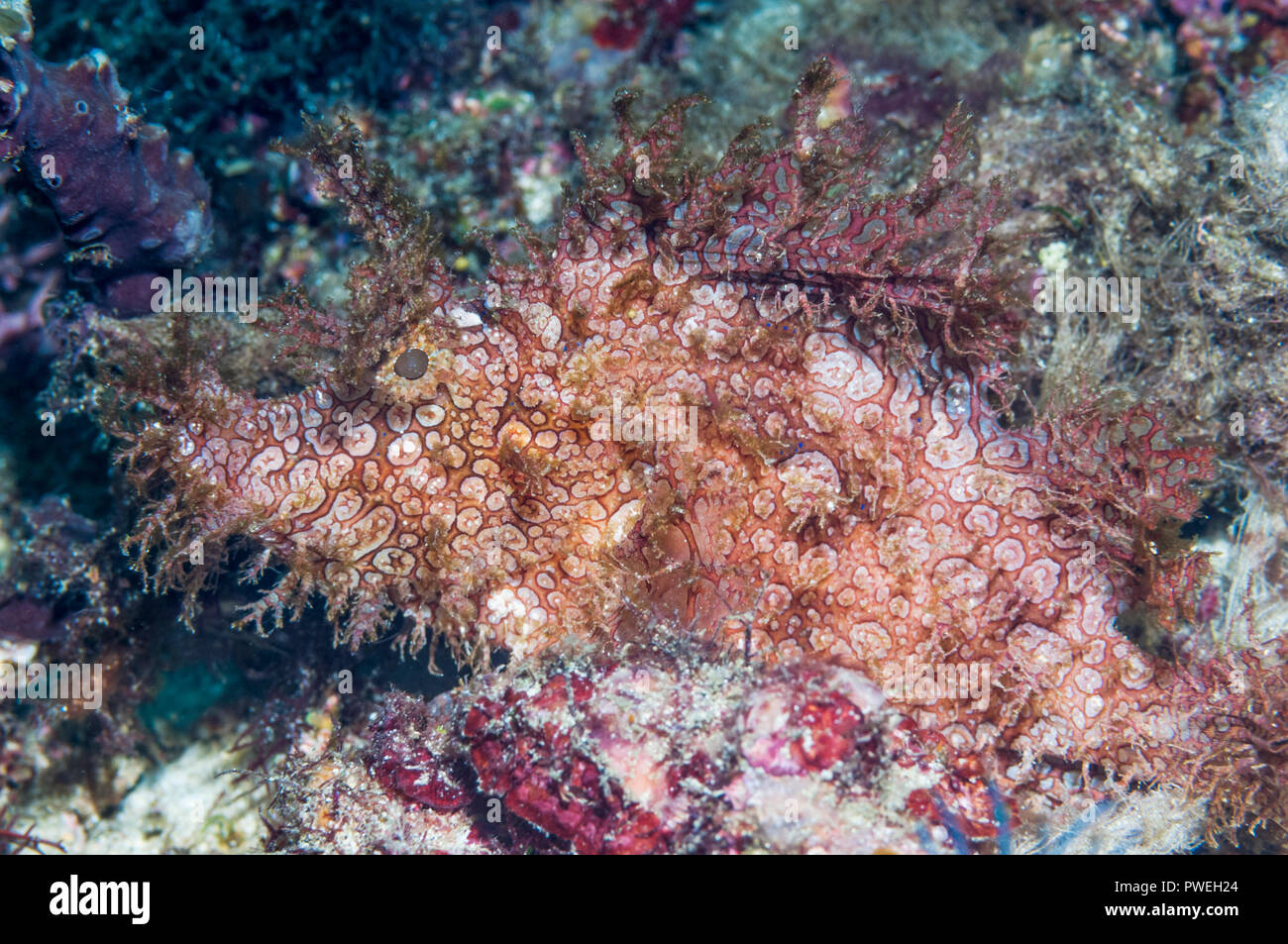 Weedy scorpionfish [Rhinopias frondosa]. Puerto Valera, Philippines ...