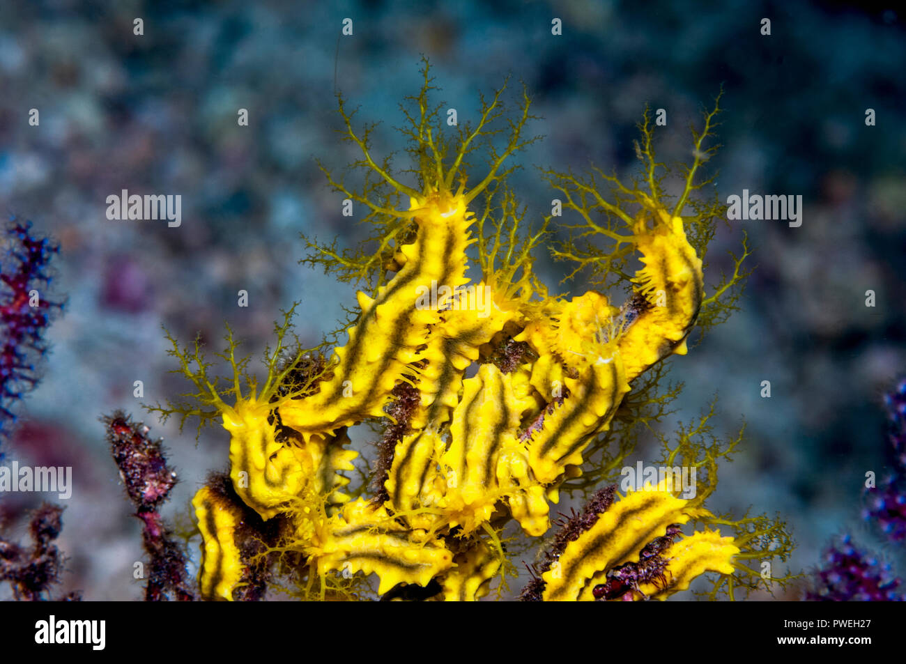 Yellow sea cucumbers [Colochirus robustus] feeding in current. Triton ...