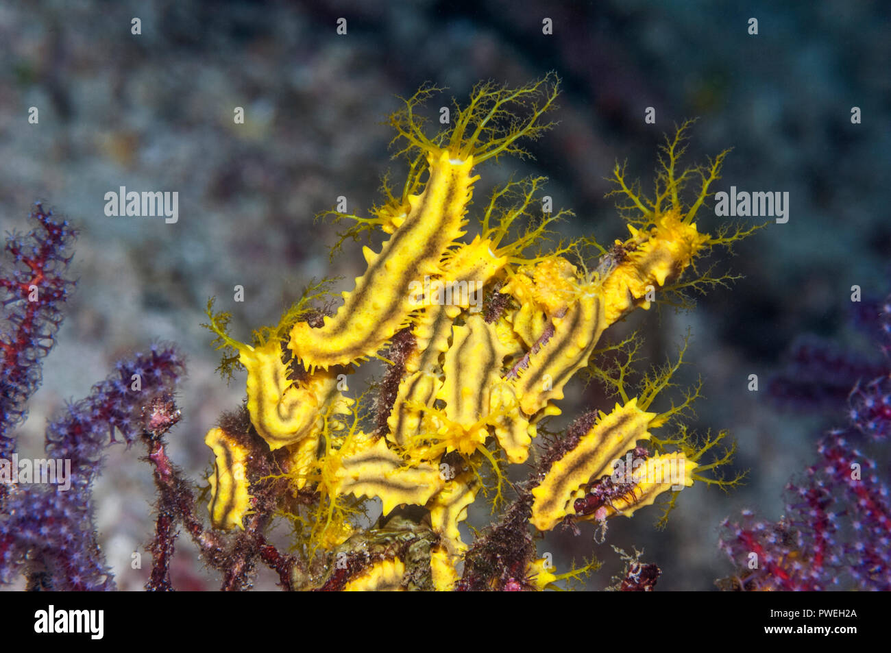Sea cucumber in pacific ocean hi-res stock photography and images - Alamy