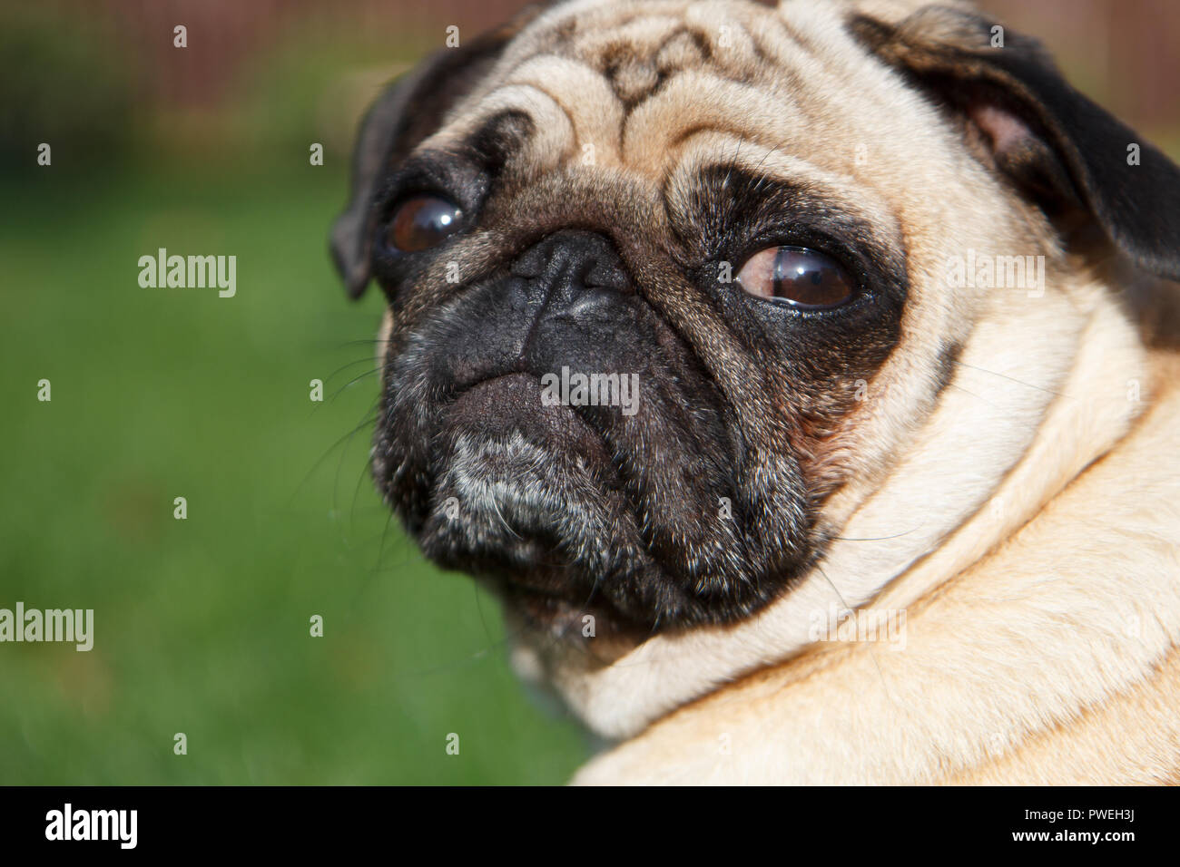 Serious pug dog hi-res stock photography and images - Alamy