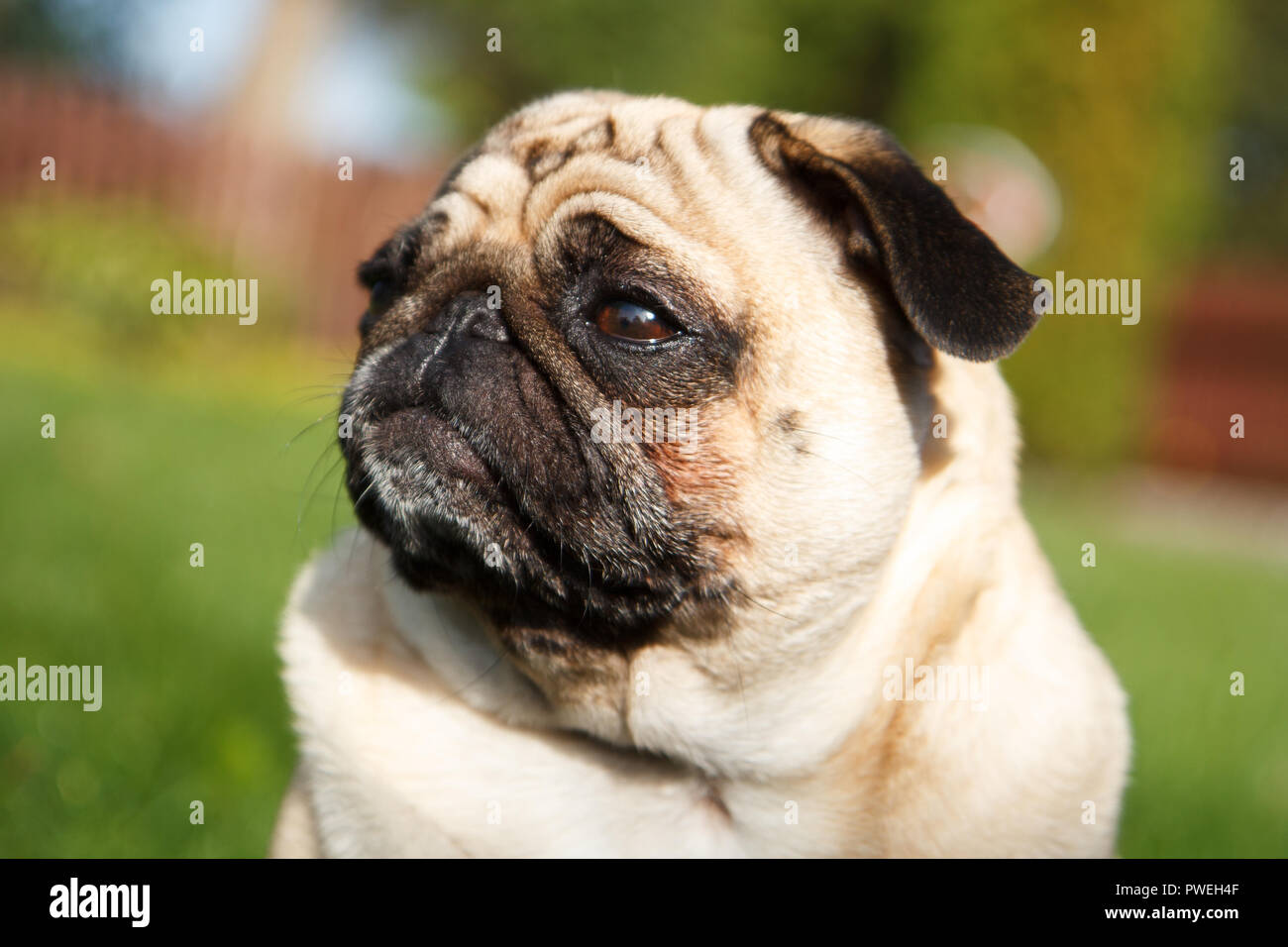 Serious pug hi-res stock photography and images - Alamy