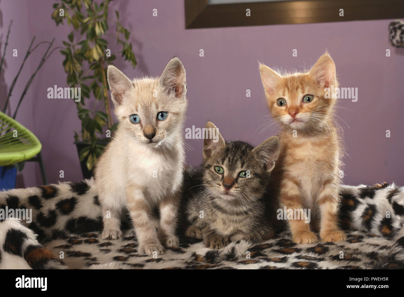 three kittens, 8 weeks old, seal tabby point, black tabby, red tabby ...
