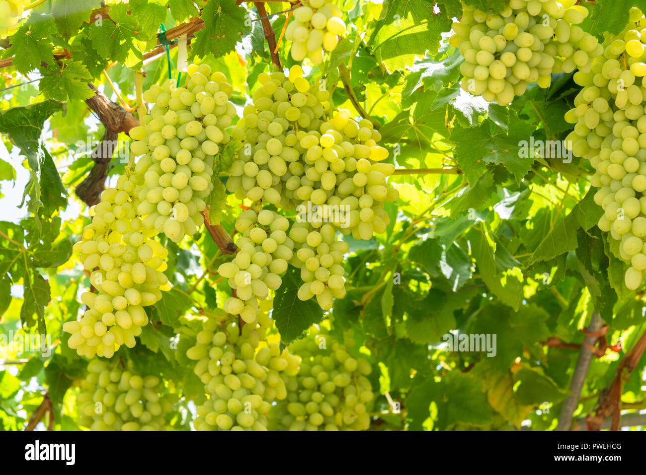 Vines with ripe juicy Mediterranean Rozaki grapes ready to harvest in ...