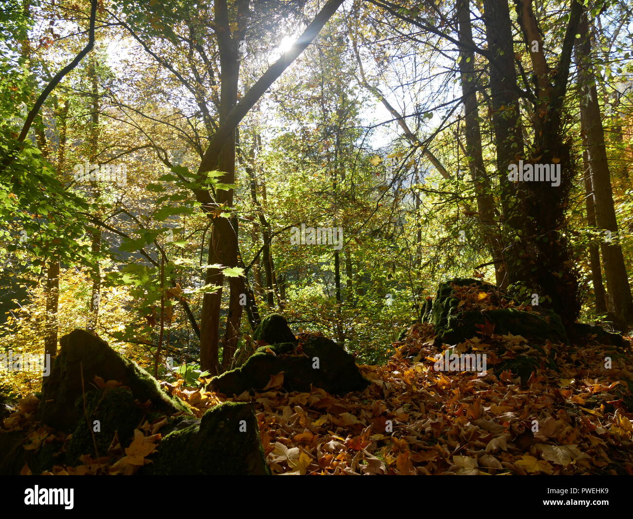 Fall deciduous forest hi-res stock photography and images - Alamy