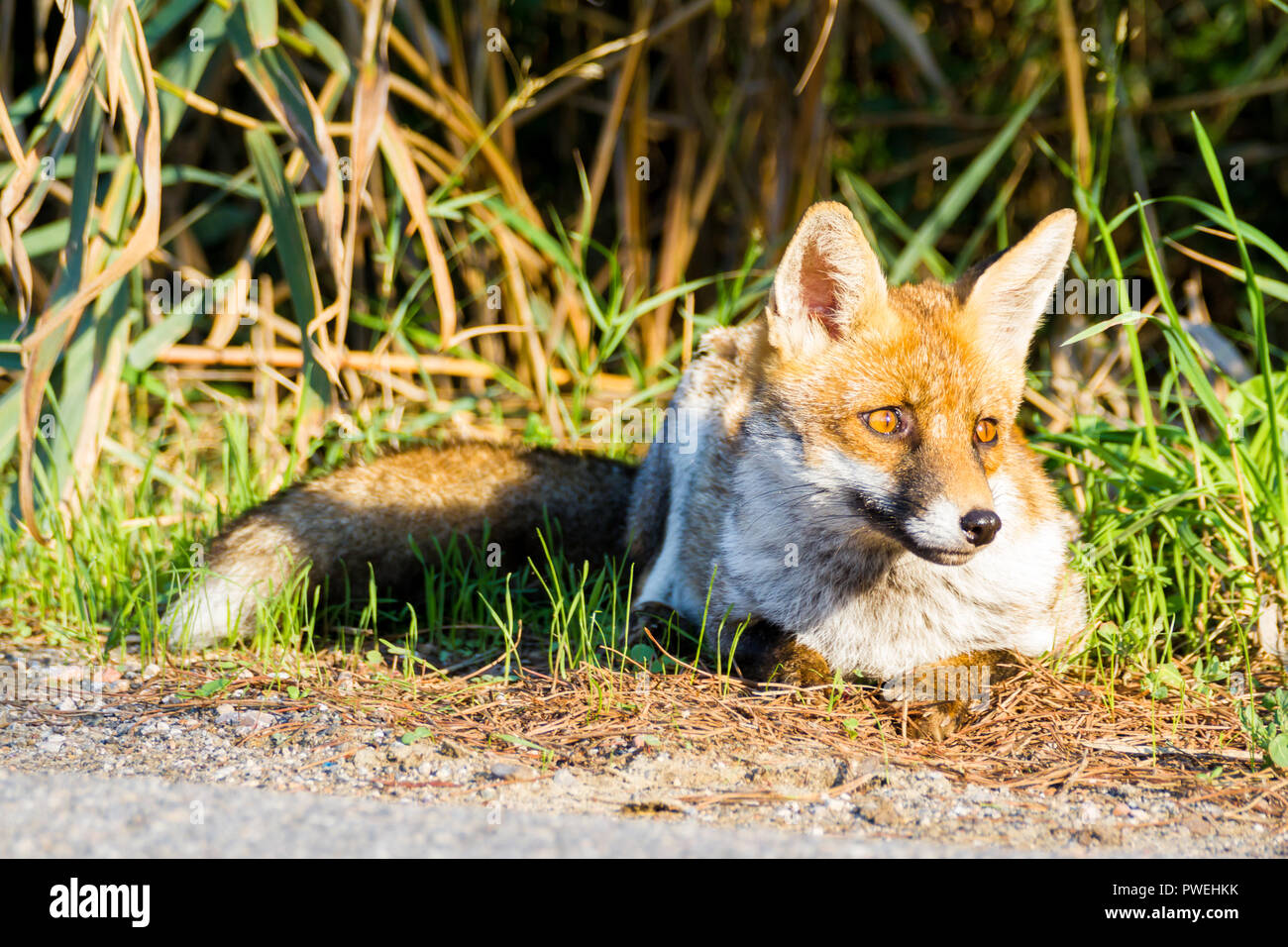 Fox in forest tuscany italy hi-res stock photography and images - Alamy