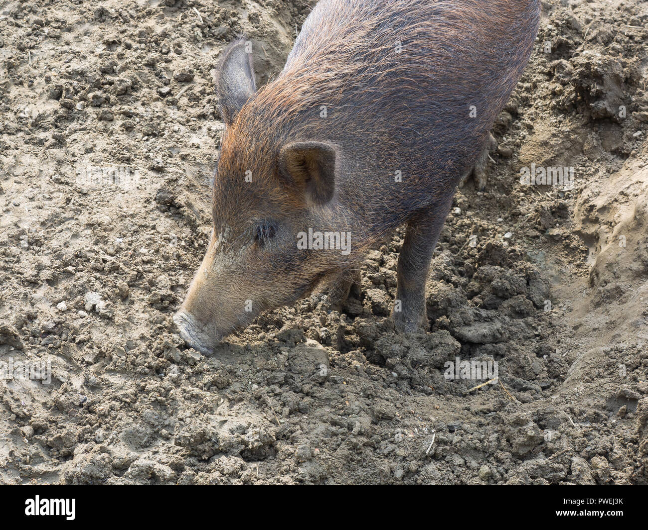 Pig cub hi-res stock photography and images - Alamy