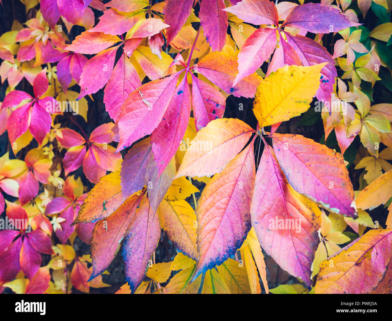 Autumn leaves background. Macro shot of ivy leaves turning red orange ...