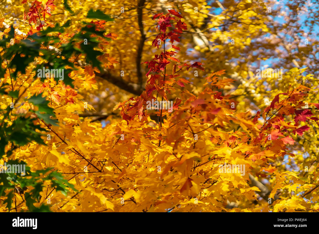 Bright scenic of bright vivid colorful autumn branches, fall. Green ...