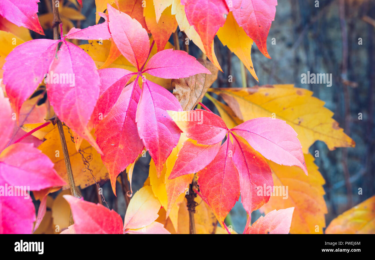 Autumn leaves background. Macro shot of ivy leaves turning red orange ...