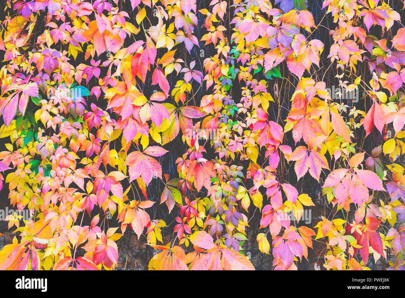 Autumn leaves background. Macro shot of ivy leaves turning red orange ...