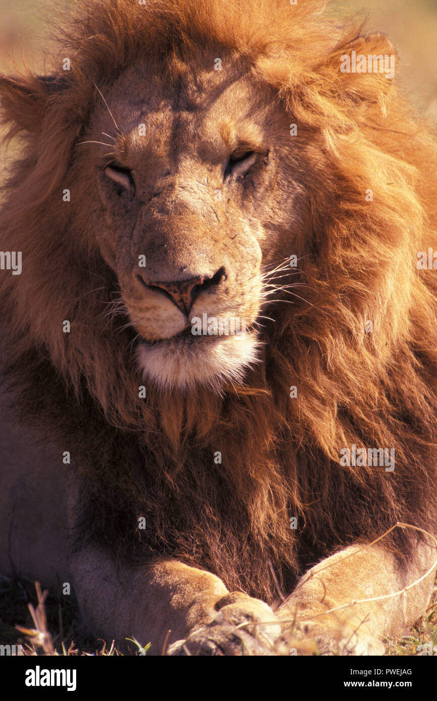 male African Lion Portrait Stock Photo - Alamy