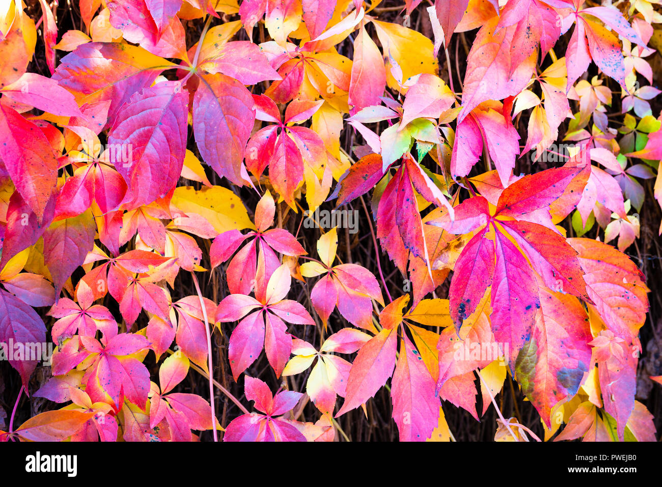 Ivy plant turning red hi-res stock photography and images - Alamy