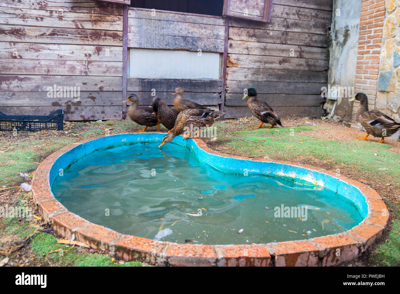 Farm Yard Ducks