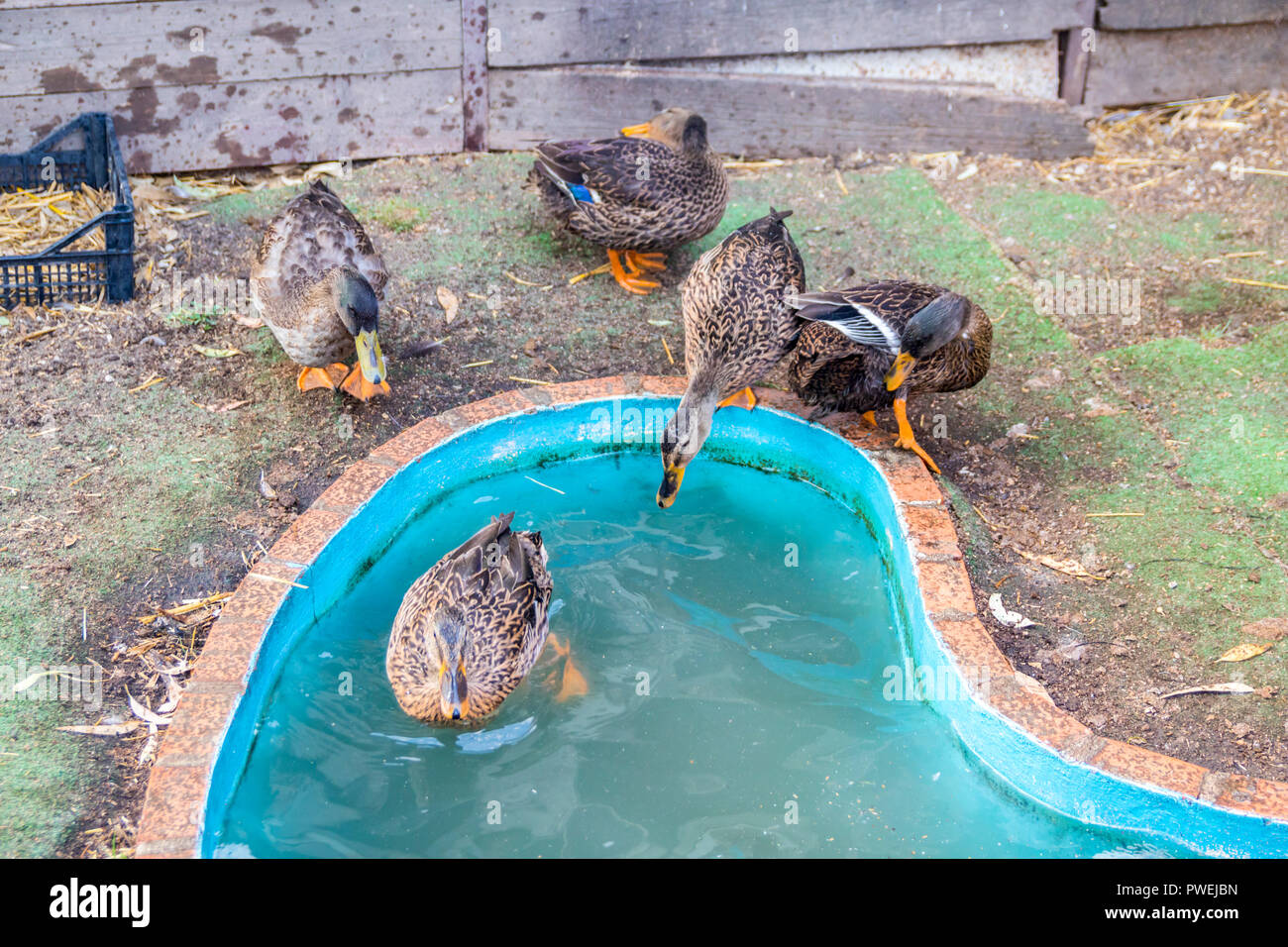 Farmyard duck bath hi-res stock photography and images - Alamy