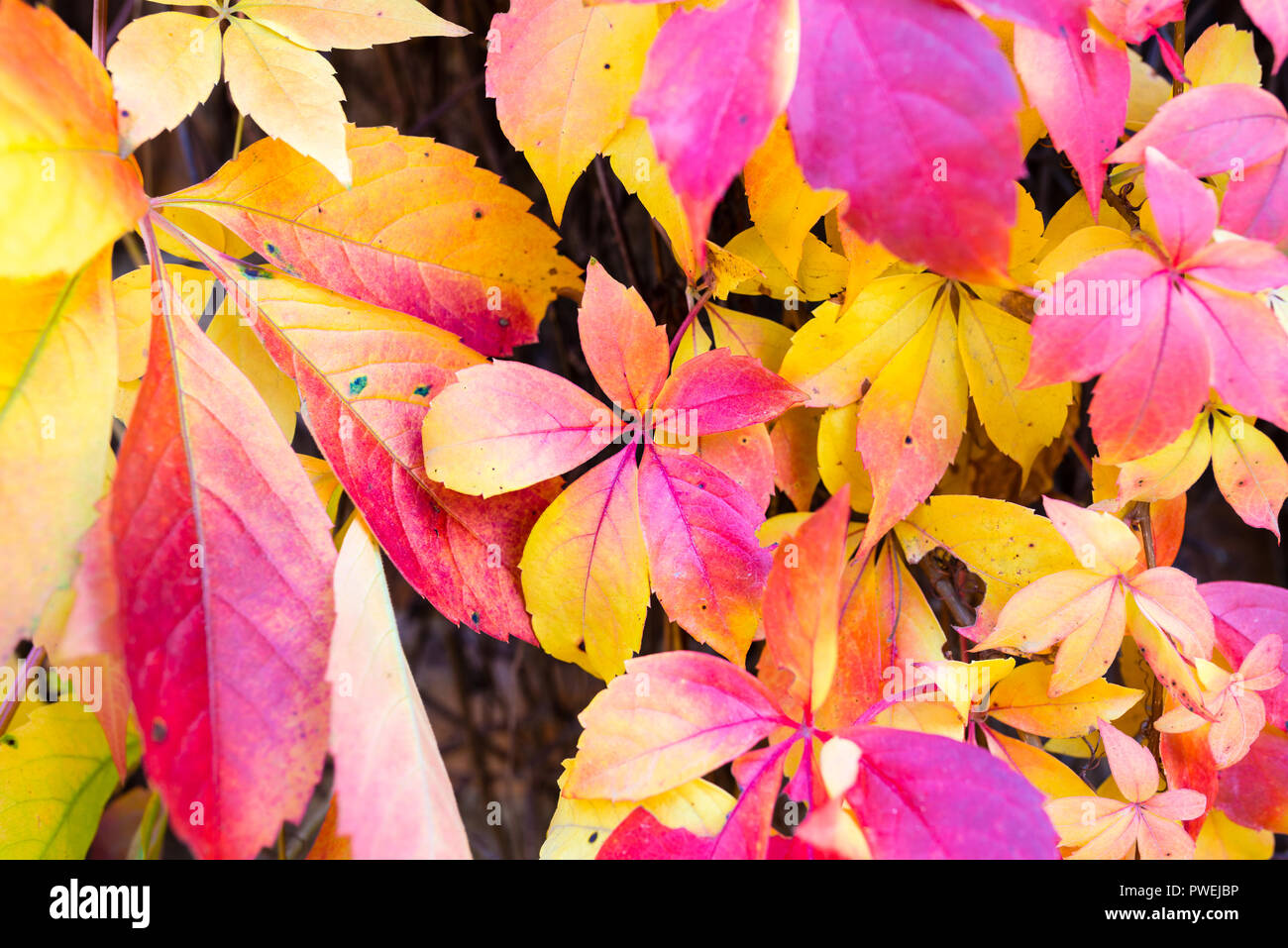 Autumn leaves background. Macro shot of ivy leaves turning red Stock ...