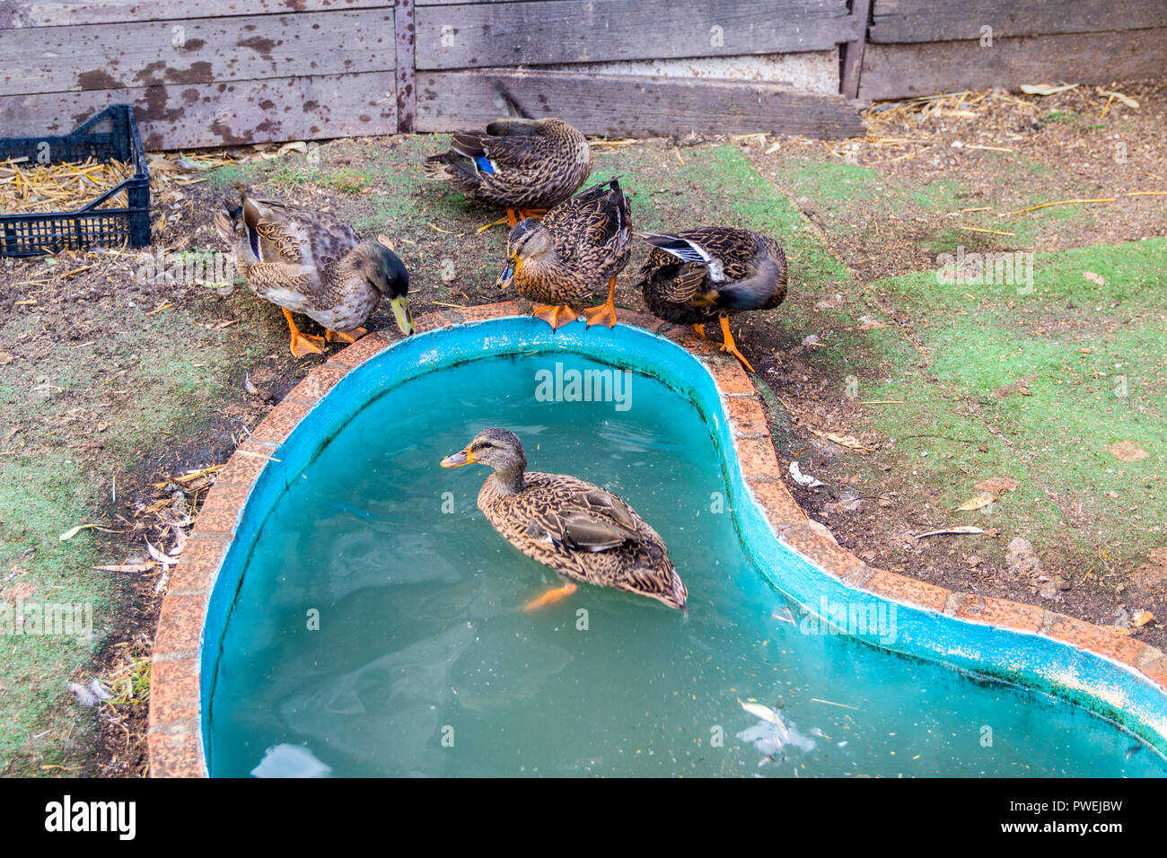 Farmyard duck bath hi-res stock photography and images - Alamy