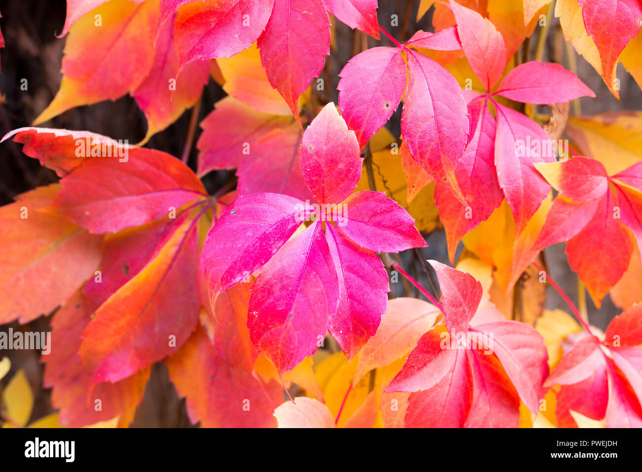Ivy plant turning red hi-res stock photography and images - Alamy