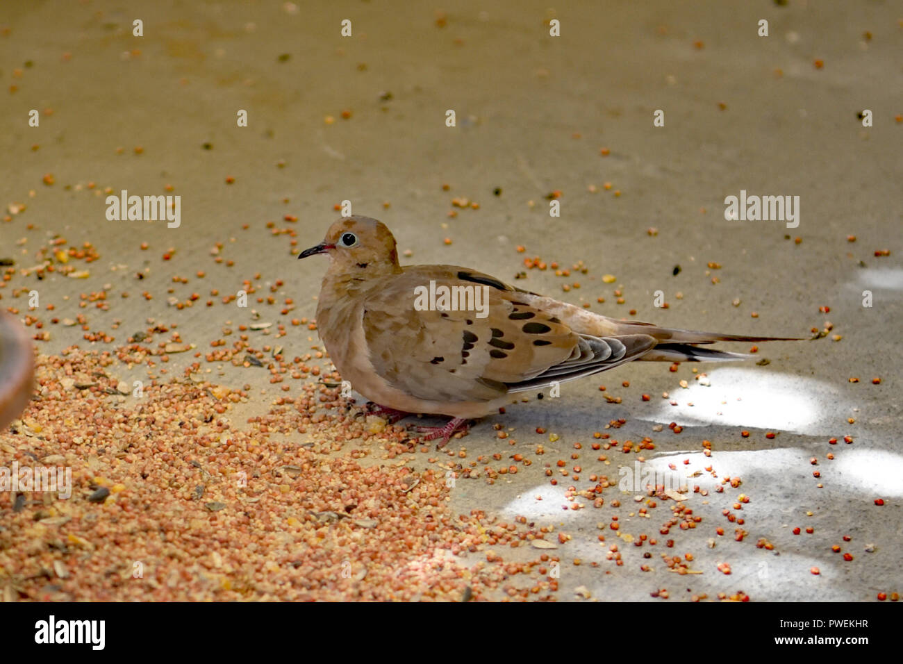 Morning Dove Feeding from the ground Stock Photo - Alamy