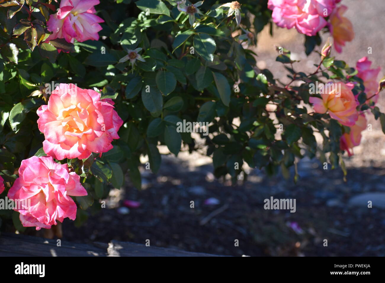 rose in the sunshine Stock Photo - Alamy