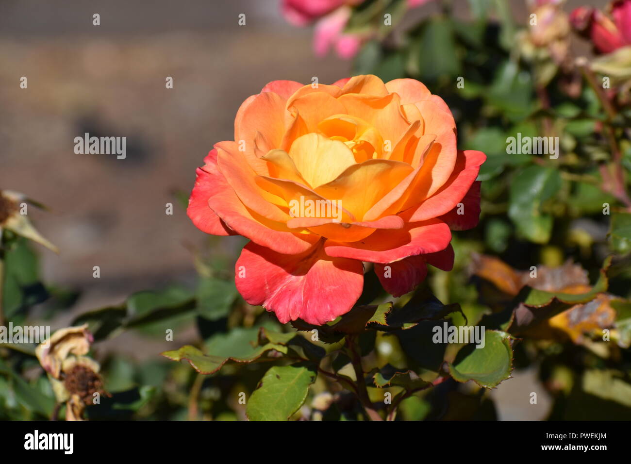rose in the sunshine Stock Photo - Alamy
