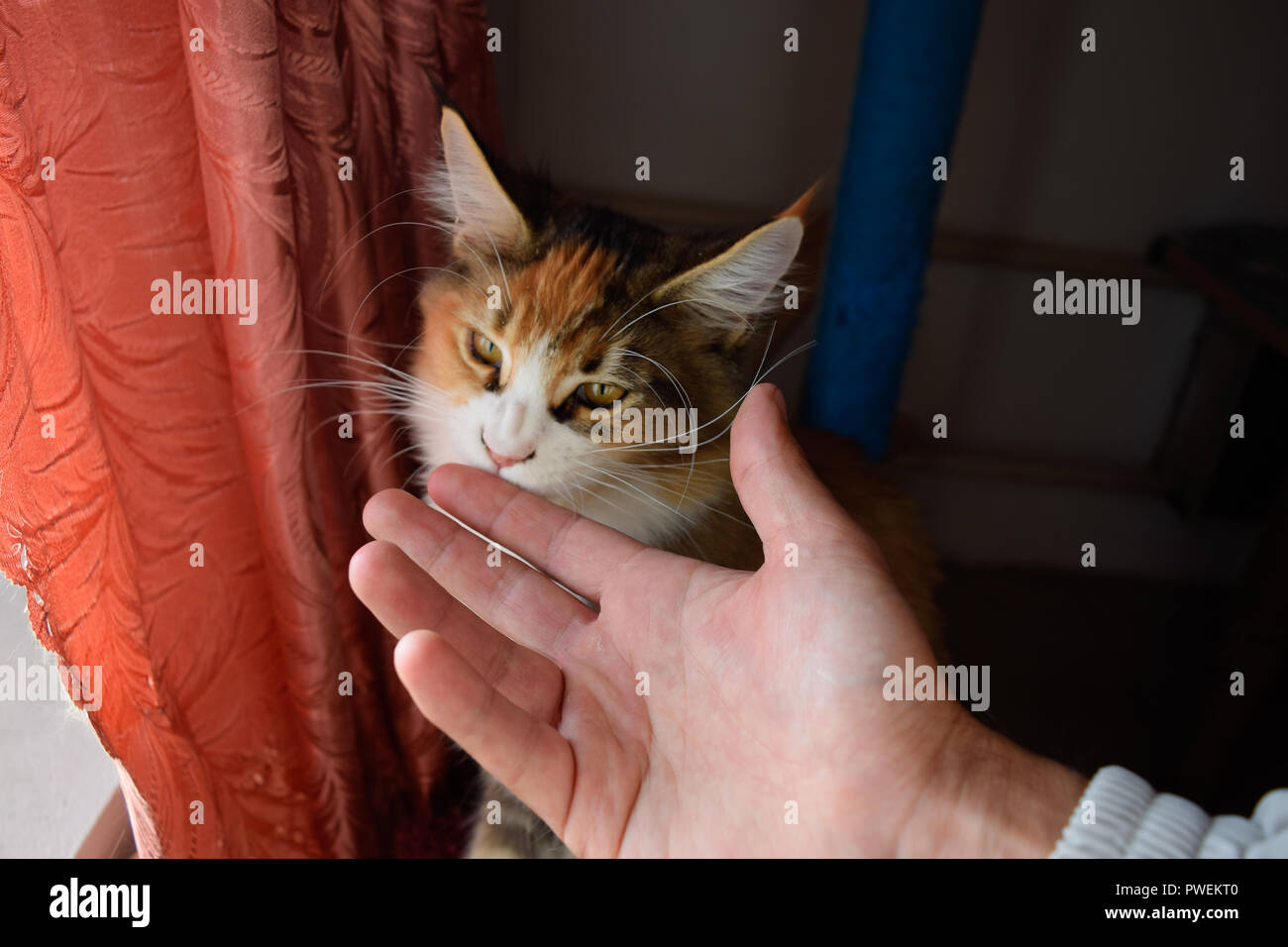 Maine Coon cat Giant maine coon cat. Breeding of purebred cats at home ...