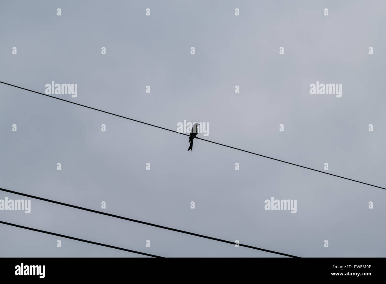 Wire white bird hi-res stock photography and images - Alamy