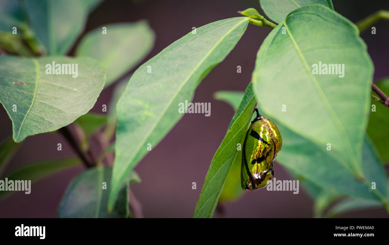 China butterfly hi-res stock photography and images - Alamy