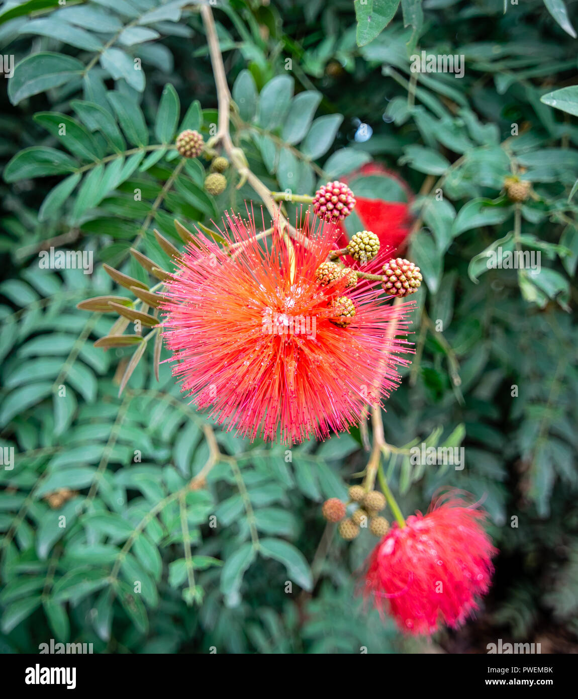 Calliandra in Taiwan Stock Photo - Alamy