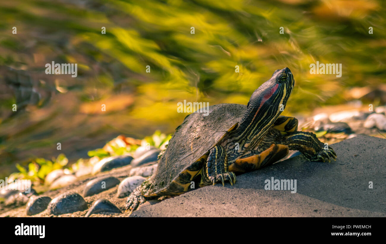 Taiwan wildlife hi-res stock photography and images - Alamy