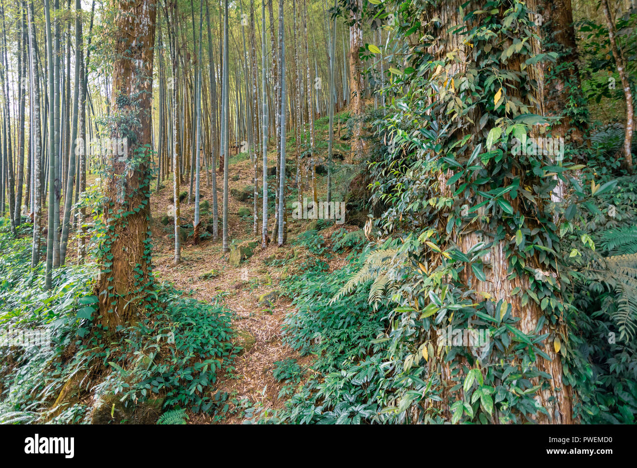 Forest Path in the Mountains of Taiwan Stock Photo - Alamy