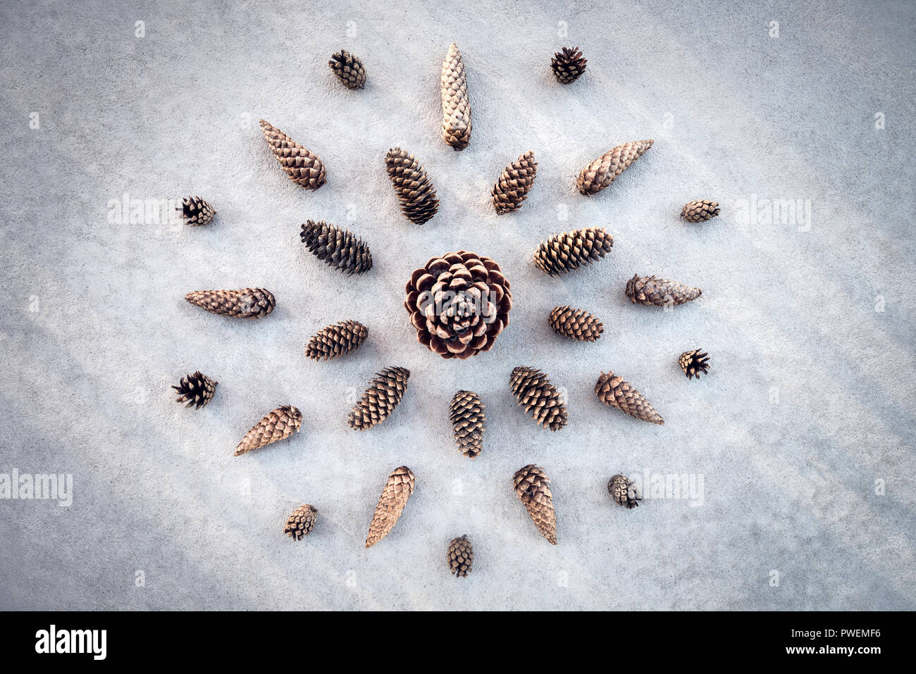 Collection of cones from fir and pine trees, on gray concrete ...