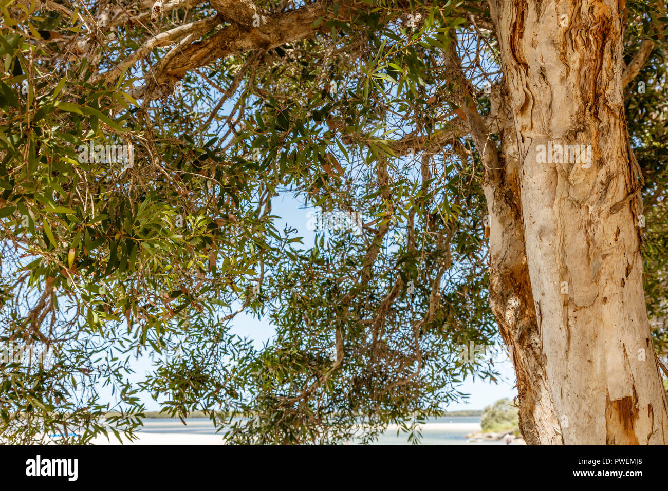 Punk tree hi-res stock photography and images - Alamy