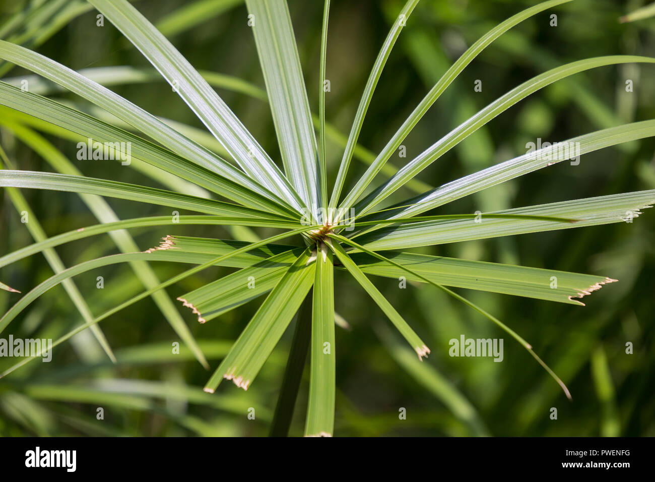 Papyrus tree hi-res stock photography and images - Alamy