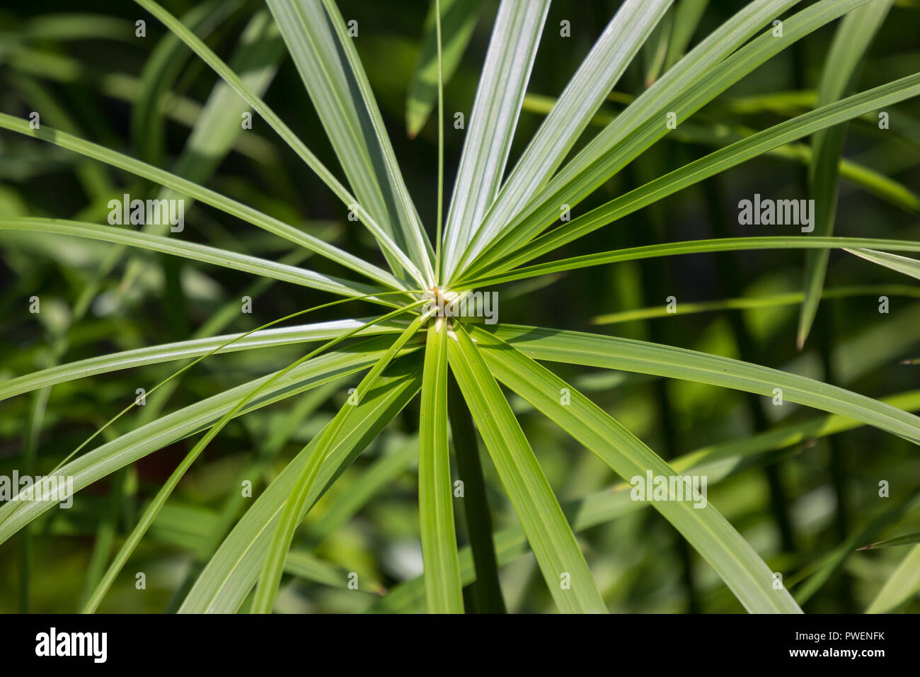 Papyrus tree hi-res stock photography and images - Alamy