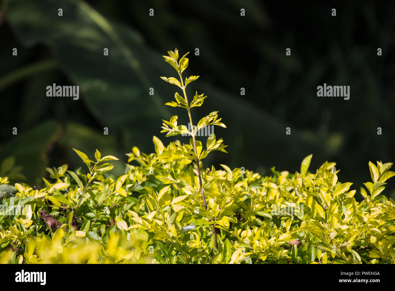 Golden dew drop duranta repens hi-res stock photography and images - Alamy