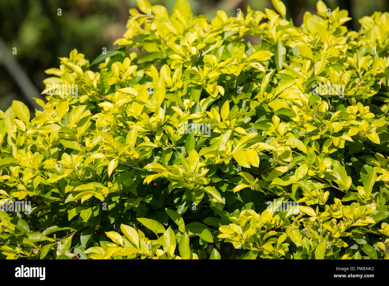 Close up Green leaf of Duranta repens tree Stock Photo - Alamy