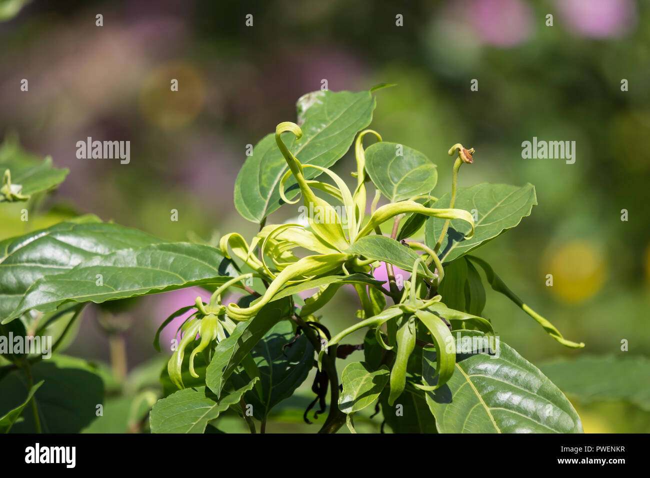 yellow desmos chinensis flower with green leaf Stock Photo - Alamy