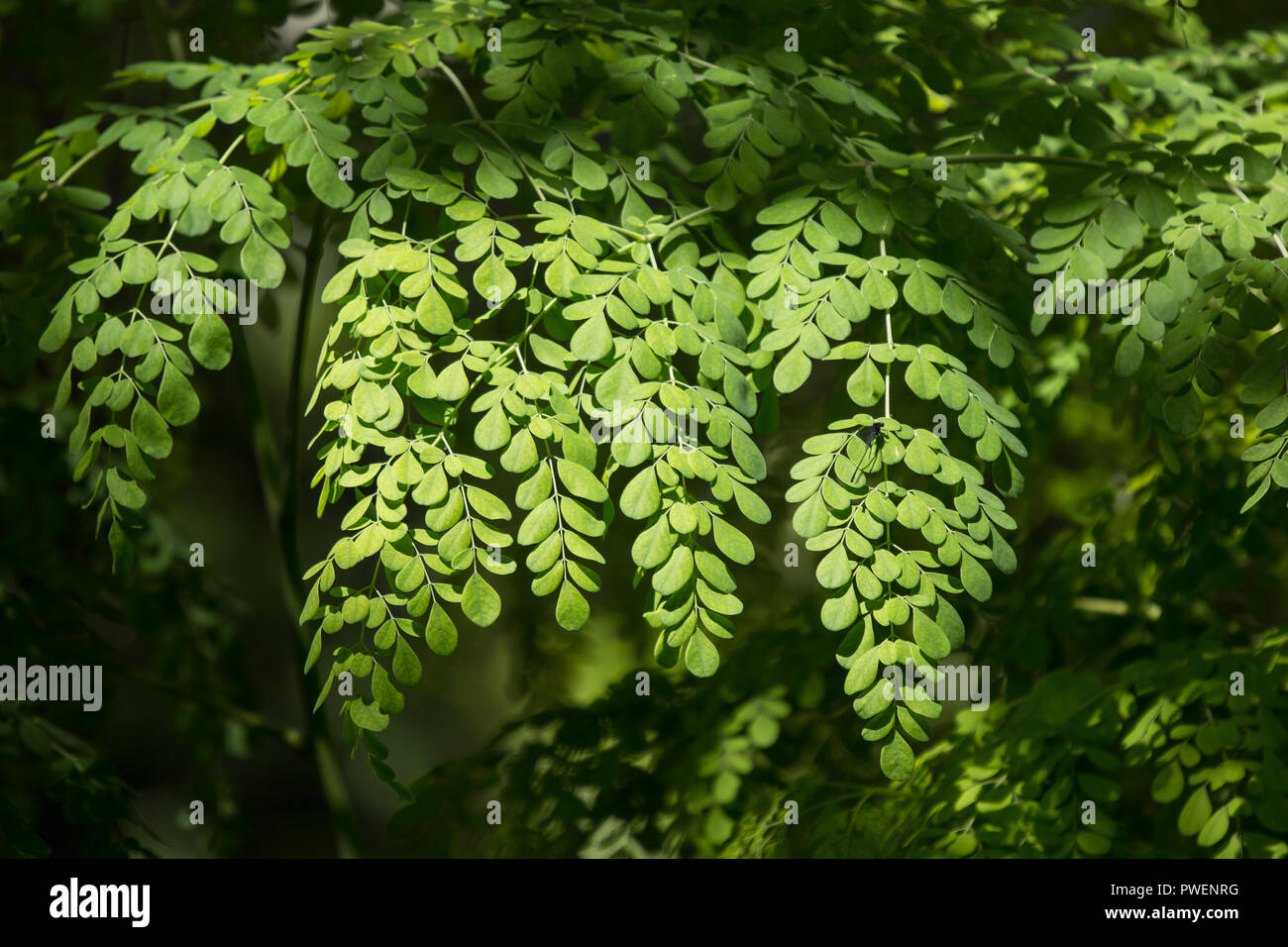 Close up leaf of Horse radish tree Stock Photo - Alamy