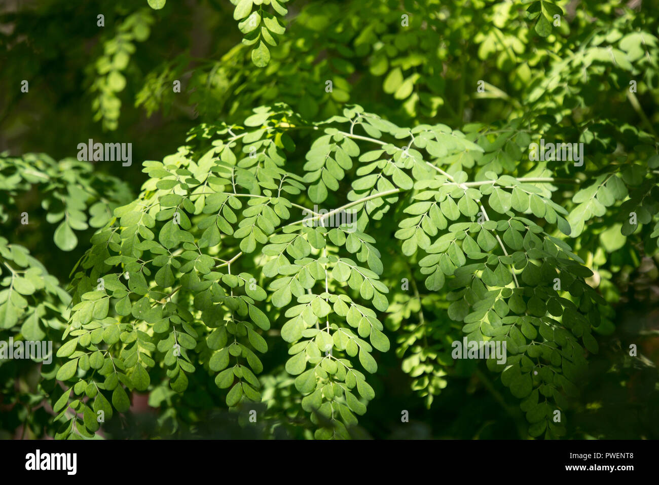 Close up leaf of Horse radish tree Stock Photo - Alamy