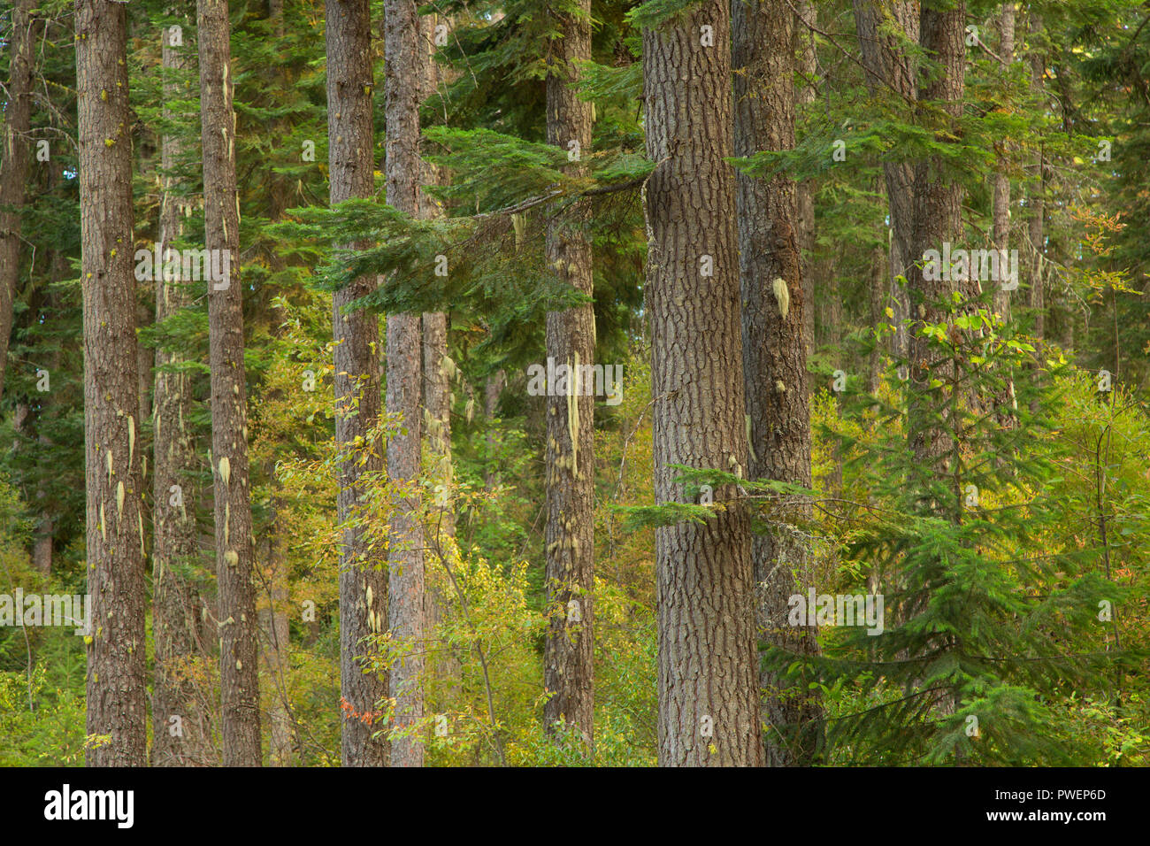 Blue Mountain forest, Emigrant Springs State Park, Oregon Stock Photo ...