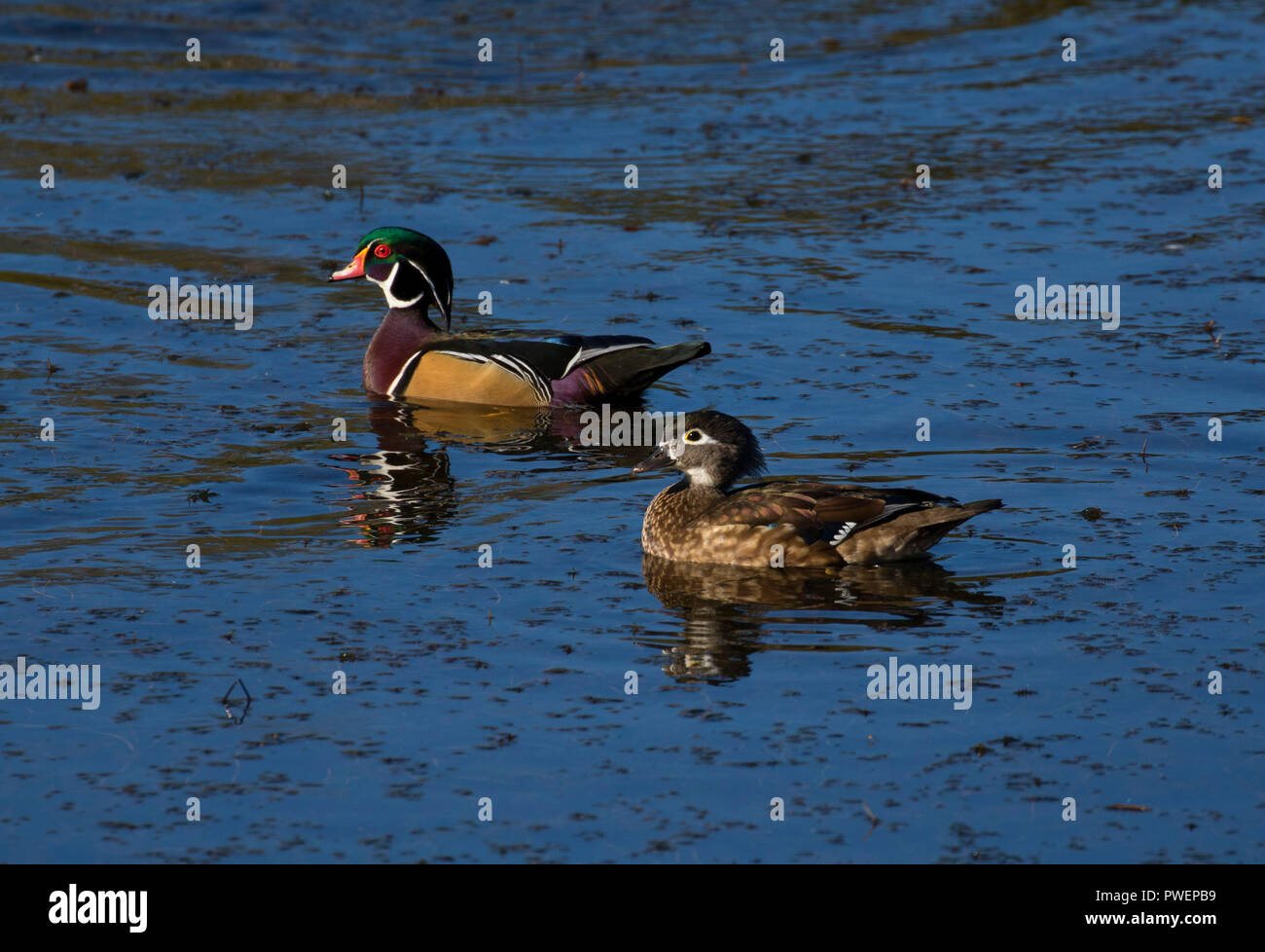 City of lyons hi-res stock photography and images - Alamy