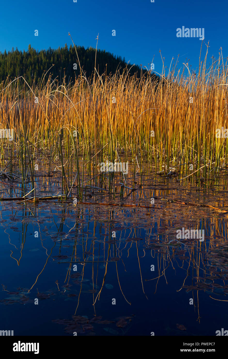 Hosmer Lake with bulrush, Deschutes National Forest, Cascade Lakes ...