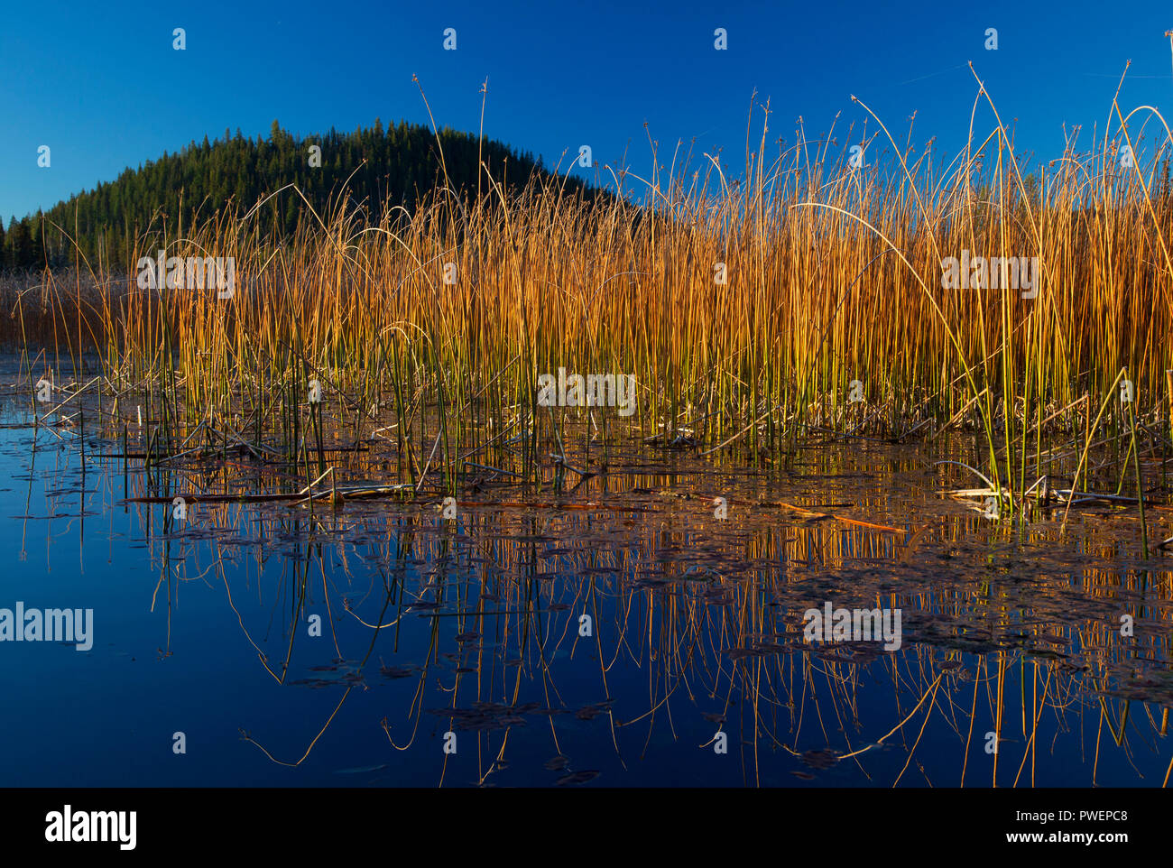 Hosmer Lake with bulrush, Deschutes National Forest, Cascade Lakes ...
