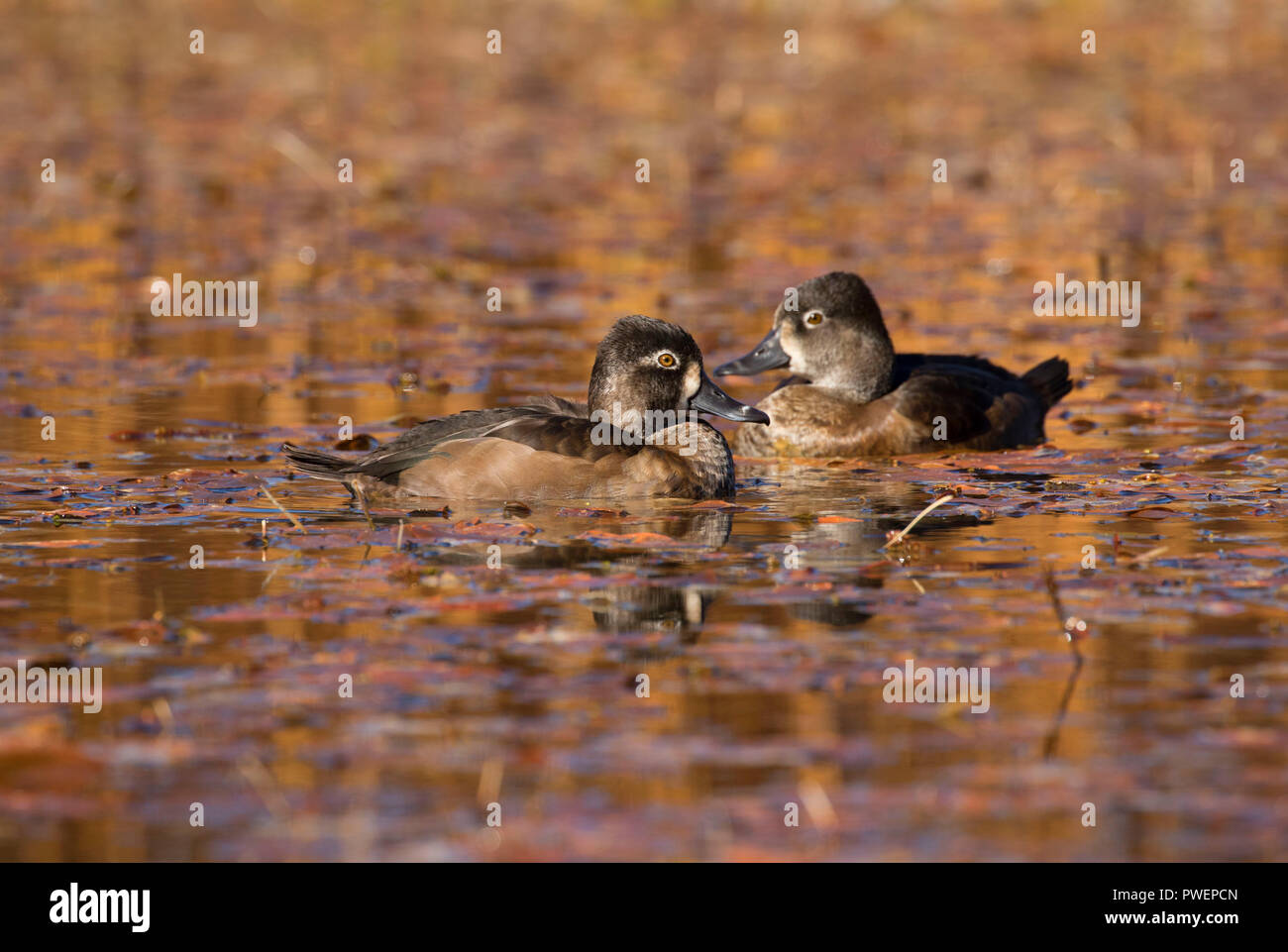 Ring-necked duck on Hosmer Lake, Deschutes National Forest, Cascade ...